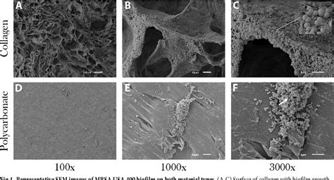 Figure 1 From Growth Substrate May Influence Biofilm Susceptibility To