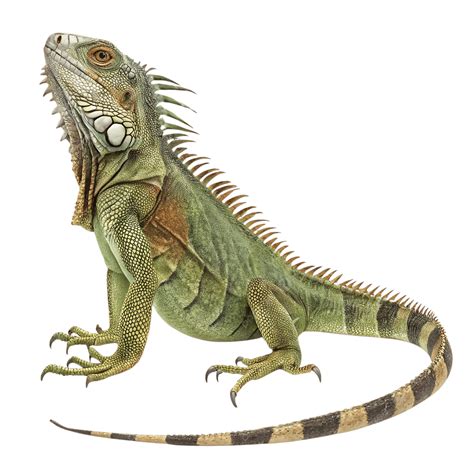 녹색 이구아나 상세 비늘 뾰족한 문장 긴 고화질 이미지 녹색 이구아나 이구아나 녹색 이구아나 상세한 비늘 칼 달린 문장 긴 Png 일러스트 및 이미지 에 대한 무료