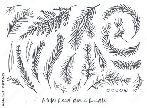 Pine Needles Drawing