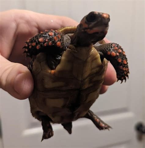Does Anyone Know Easys Sex They Are 1 Year Old R Tortoise