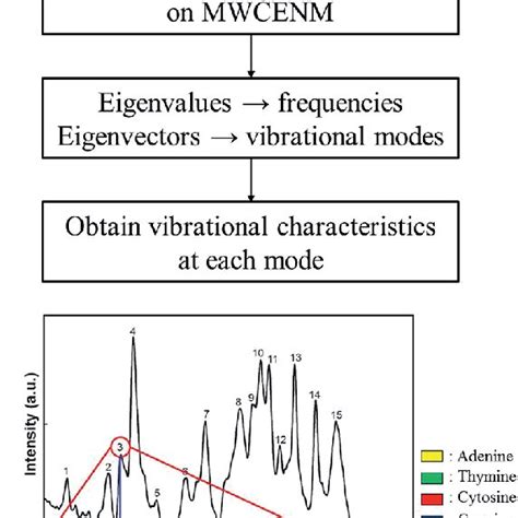 Schematics Of Double Crossover DX DNA Building Blocks And Download Scientific Diagram