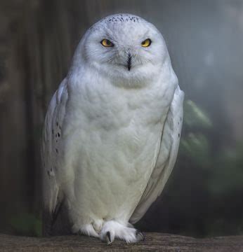 Bela Sova Jasnovidnosti Meditacija