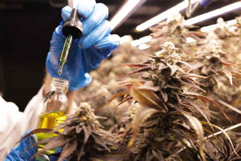 Using Thc Isolate Effectively Parablely