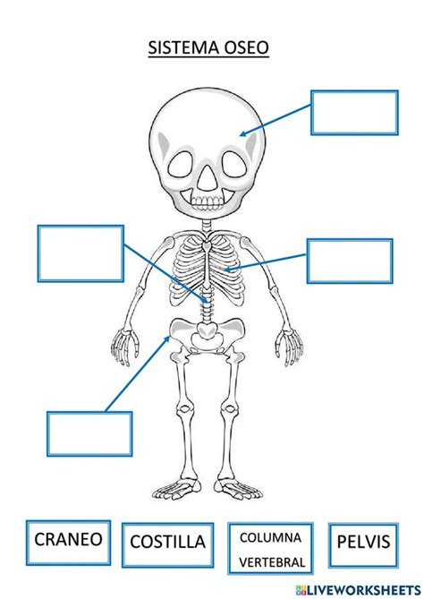 Sistema óseo Exercise For Educacion Inicial Cuerpo Humano Para Niños