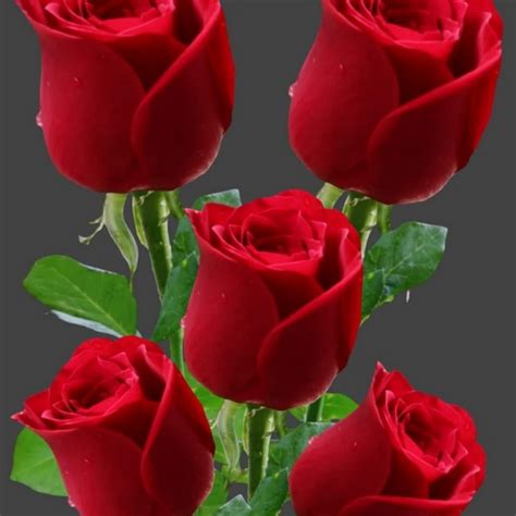 Rehena Khatun Youtube