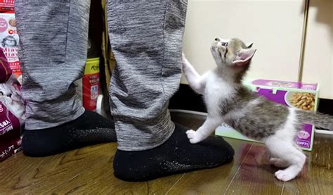 ミルクが待ちきれなくて台所まで来ちゃった子猫が、可愛い姿で猛アピールしてきた♪ エウレカねこ部