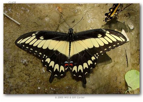 Papilio Astyalus Alchetron The Free Social Encyclopedia