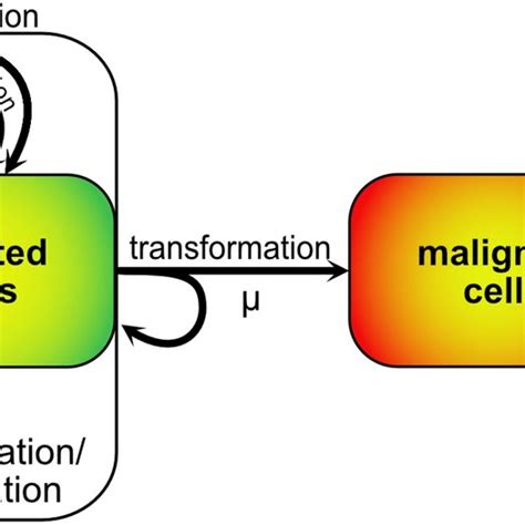 Two Stage Clonal Expansion Tsce Model Download Scientific Diagram