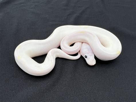 Super Fire Royal Constrictor Designs