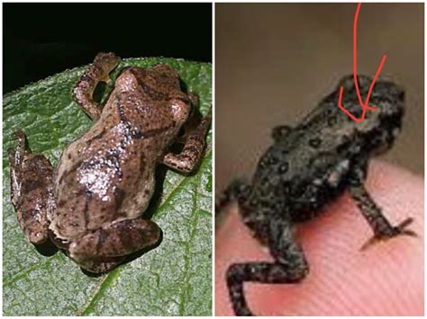 Peeper Vs Toad Album On Imgur