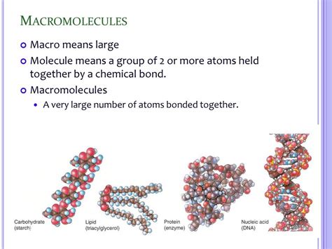 Macromolecules Essential Question How Are The Structures Of The