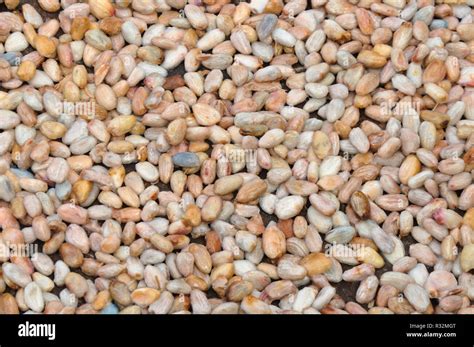 Cocoa Bean Fermentation Hi Res Stock Photography And Images Alamy
