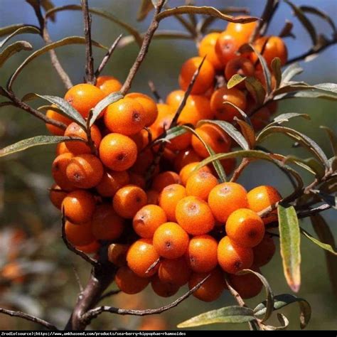 Rokitnik Pospolity Hippophae Rhamnoides