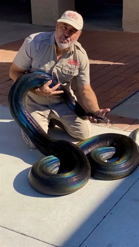 This Iridescent Reticulated Python Rdiscoverearth