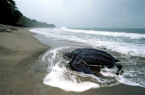 Leatherback Sea Turtle Ocean Treasures Memorial Library