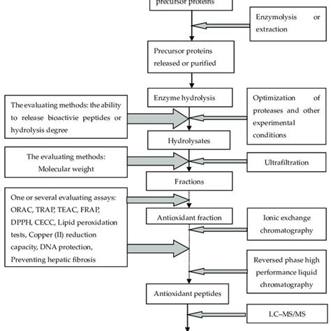 Preparation And Identification Of The Novel Antioxidant Peptides From Download Scientific