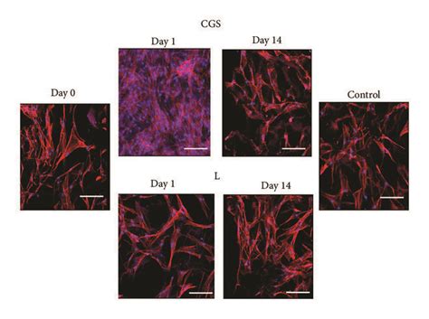 Confocal Fluorescence Microphotographs And Sem Images A Confocal Download Scientific Diagram