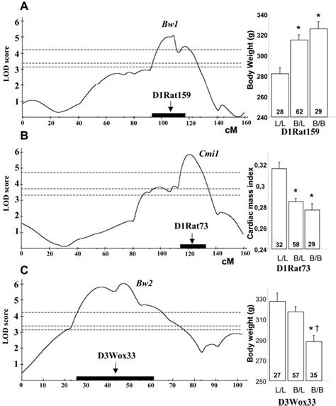 Mapmaker Lod Score Curves From The Bnlou F2 Whole Genome Scan For