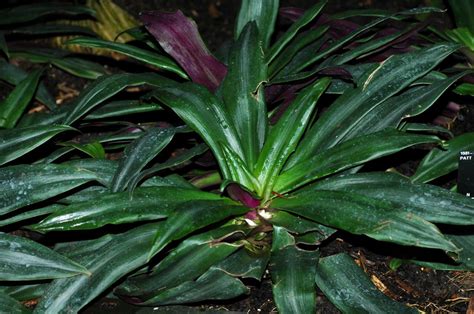 Tradescantia Spathacea Commelinaceae Image 10588 At