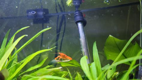Dwarf King R Aquariums