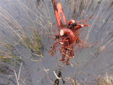 Repair Twisted Pen Root By Removing The Horizontal Part Off This Allows The Root System Of A