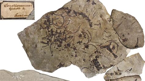 Sindo Hi Lite Fosil Dinosaurus Laut Leher Panjang Tertua Di Dunia