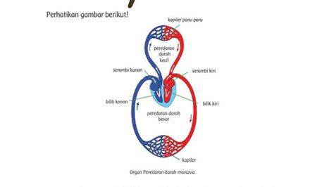KUNCI Jawaban Buku Tematik Organ Peredaran Darah Manusia Tema Kelas Tribunpontianak Co Id