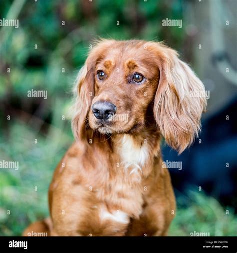 Golden Cocker Spaniel 4 Pedigree Golden Cocker Spaniel Puppies For Sale