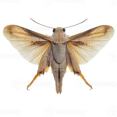 Brazilian Treehopper Insect Closeup On Transparent Background 59320298 PNG