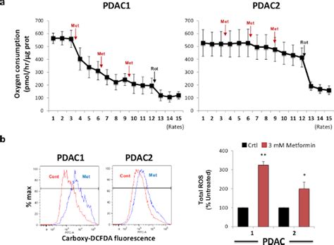 Sphere Formation Assay An In Vitro Method To Identify Pancreatic