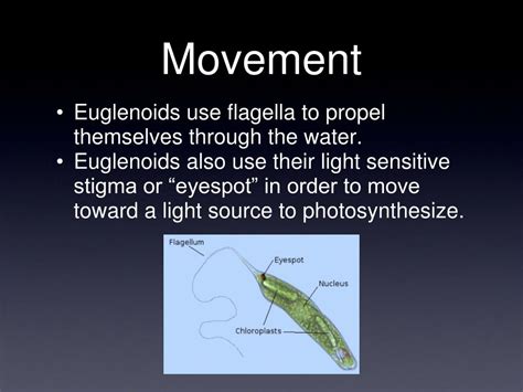 Ppt Euglenoids Powerpoint Presentation Free Download Id3013757
