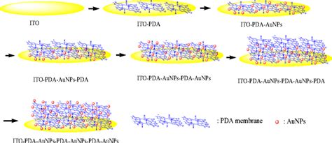 Schematic Of The Different Modified Ito Electrodes Download