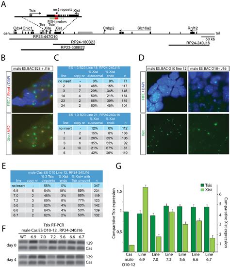 Rnf12 Activates Xist Directly But Does Not Inhibit Tsix A Map
