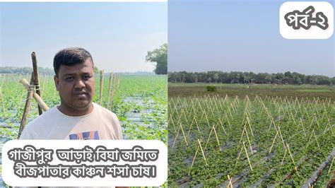 গাজীপুরে আড়াই বিঘা জমিতে কাঞ্চন শসা চাষ বীজ পাতার শসা Cucumber