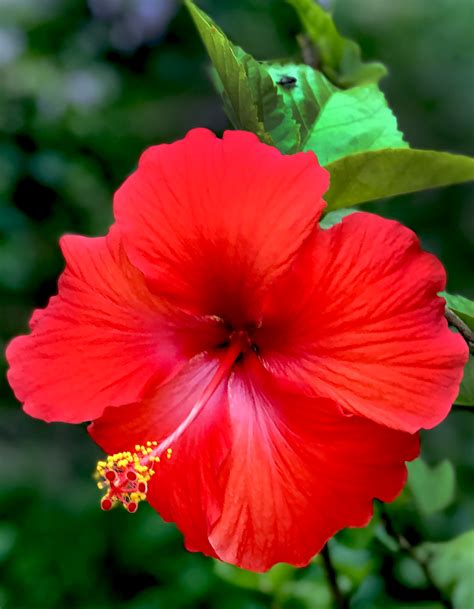 A Hibiscus Story Chicago Botanic Garden