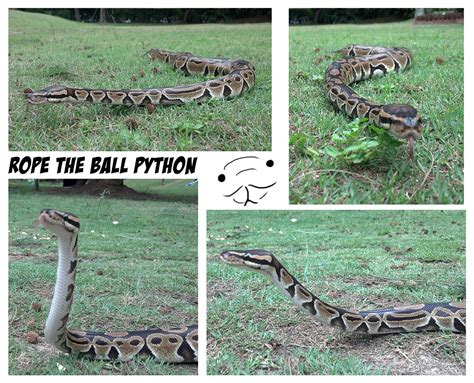 Rope The Ball Python — Weasyl