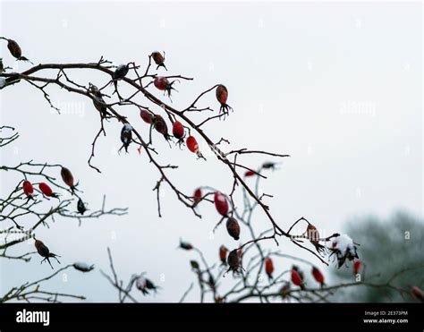 Abstract Tree Branch Patterns Snowy Tree Branches With Red Berries Beautiful Winter Texture