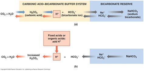 Essential Pharma Documents Buffer Capacity