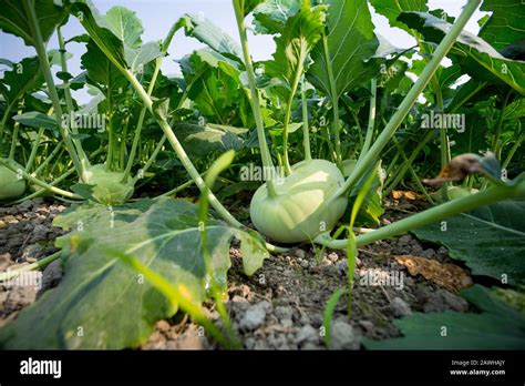 Kohlrabi Cabbage Growing In Garden Kohlrabi Or Turnip Cabbage In