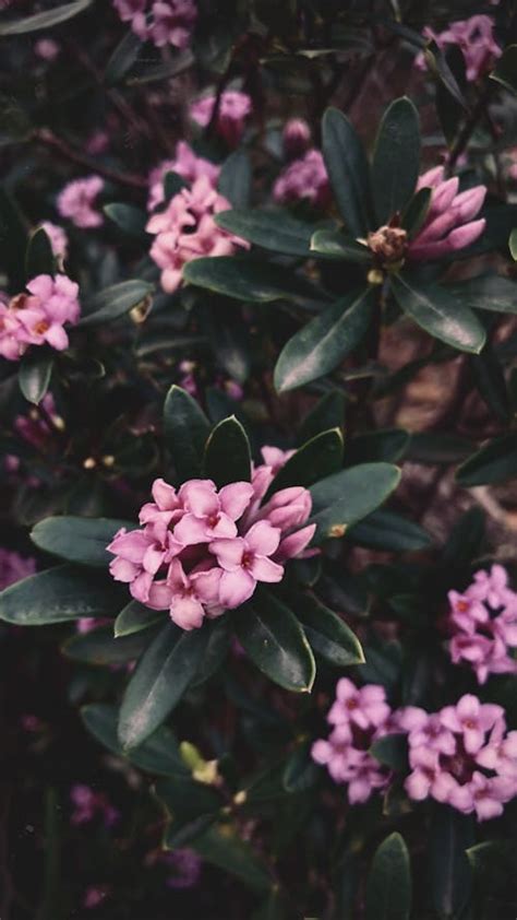 Walpaper Cewek Keren Photos Download The Best Free Walpaper Cewek