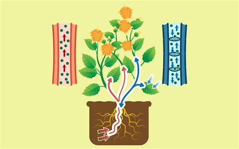 Transport In Plants Leverage Edu