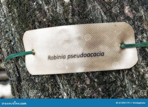 Label On The Trunk Of Locust Tree Stock Image Image Of Robinia Tree