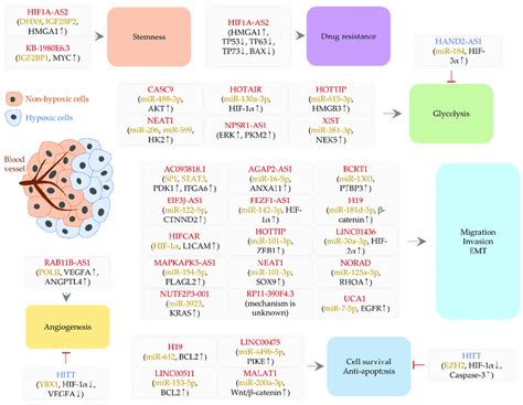 Lncrnas Regulated By Hypoxia And Hifs Both Oncogenic Red And