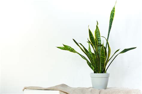 밝은 회색 냄비에 큰 Sansevieria 공장은 흰색 텍스처 벽 맞은 편에 흰색 콘솔에 천연 직물에 서 개념에 대한 스톡 사진