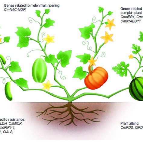 Illustration Of Editing Genes In Cucurbit Crops Download Scientific Diagram