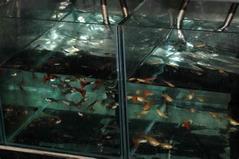 稚幼魚的餌料 淡水魚篇 觀賞魚主題館 II 農業知識入口網