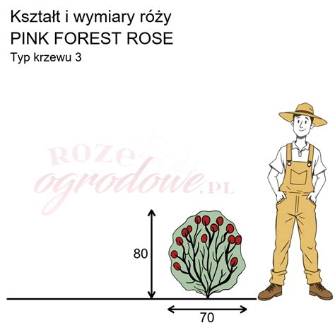 Róża rabatowa PINK FOREST ROSE doniczka 5 l RozeOgrodowe pl