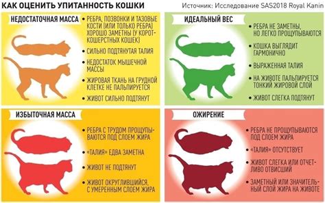 3 способа помочь кошке похудеть О животных и людях Дзен