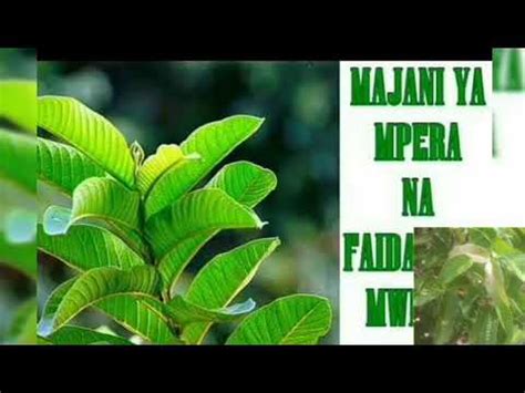 Faida Za Majani Ya Mpera Kwa Afya Yako YouTube