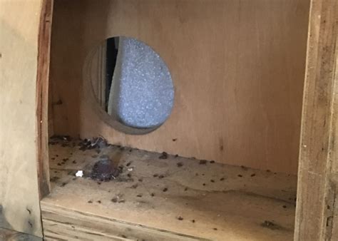 Mouse Droppings How To Identify And Clean It Safely